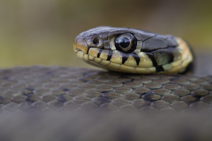 Workshop - Centrum voor Natuurfotografie